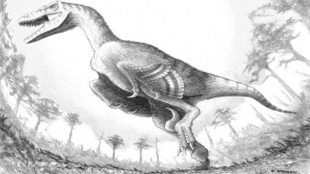 The Queue: A Dakotaraptor and I answer your questions