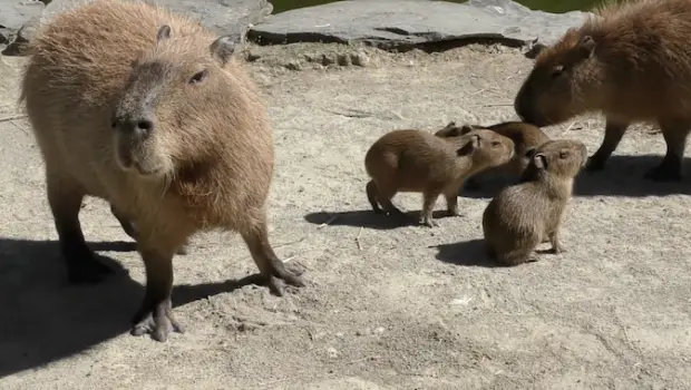 H*ck it! We’re posting cute animal pictures every Friday. This week ...