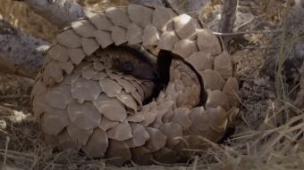 pangolin Archives | Blizzard Watch